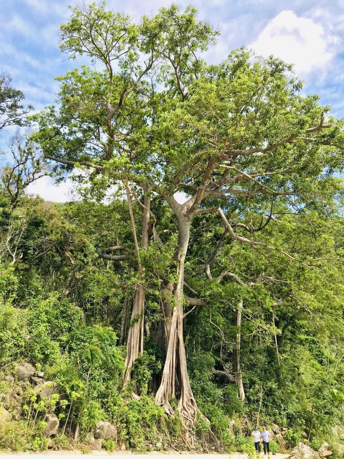 Bai Huong Village - Things to Do in Cham Island, Hoi An Vietnam